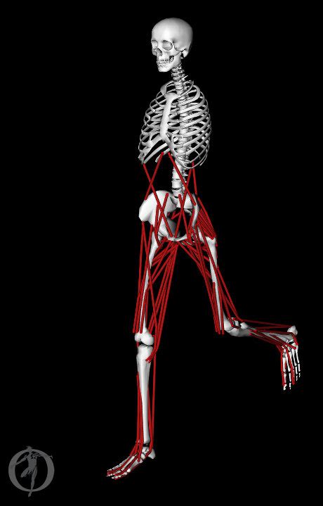 2 3d Opensim Gait Musculoskeletal Model 2392 Download Scientific