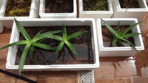 알로에 베라 키우기 알로에 사포나리아 키우기 알로에 꽃 알로에 포기 나누기 네이버 블로그