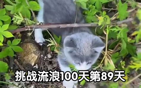 挑战流浪100天第89天 捡到小猫 野生小希xx 野生小希xx 哔哩哔哩视频
