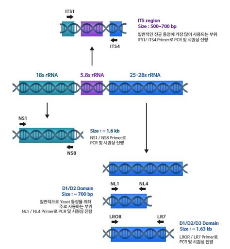 Microbial Identification 주 바이오디