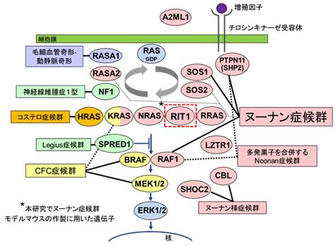 新規ヌーナン症候群モデルマウスの作製に成功―治療法開発への応用に期待― 国立研究開発法人日本医療研究開発機構