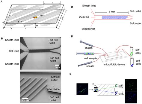 Schematics Of The Microfluidic Device And The Experimental Setup For Download Scientific