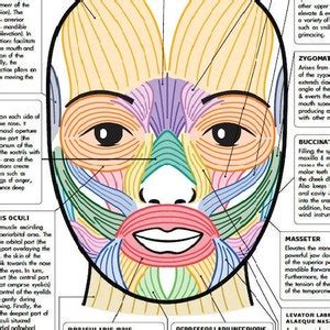 Facial Muscles And Their Functions Guide Printable Instant Etsy