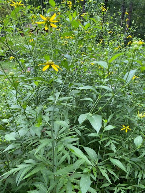 Rudbeckia Laciniata Cutleaf Coneflower Green Head Coneflower Green