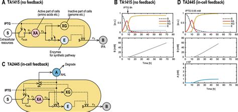 The Three Compartment Models Of The Two Strains A Ta1415 Model Download Scientific Diagram