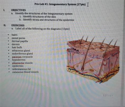 Solved Pre Lab 1 Integumentary System 27pts I Chegg Com
