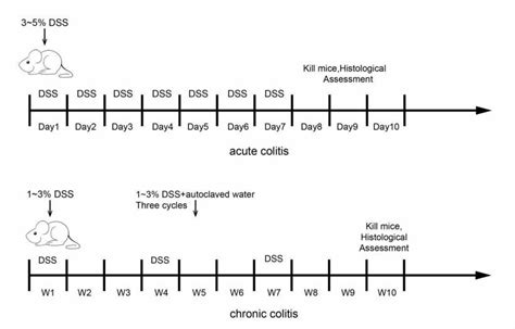 Dextran Sulfate Sodium SaltDSS结肠炎造模解决方案