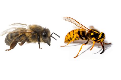 differenza tra ape e vespa cosa c è da sapere