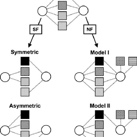 —calibrated Phylogenetic Tree With Gene Duplicate Divergence Time Download Scientific Diagram
