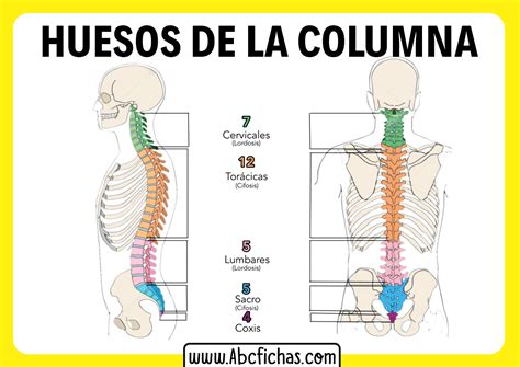 Anatomía Y Huesos De La Columna Vertebral
