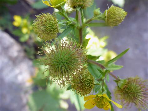 Seeds Photos Of Geum Macrophyllum Rosaceae