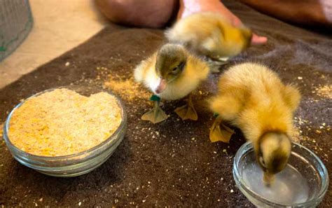 How To Raise Ducklings A Step By Step Guide Tyrant Farms