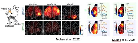 Neural Activity Patterns For PT And IT Pyramidal Subtypes During A Sensorimotor Task