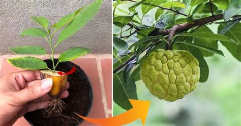 Few People Know That It Is Possible To Propagate This Way Organic Gardening Tricks