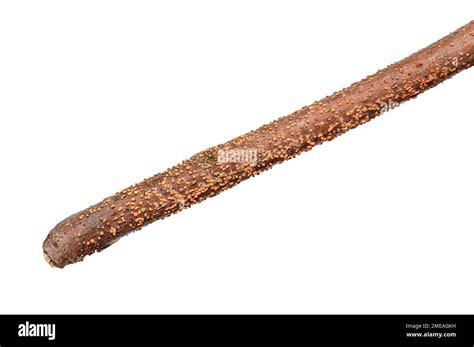 Broadleaf Trees Broad Leaved Tree Wikipedia