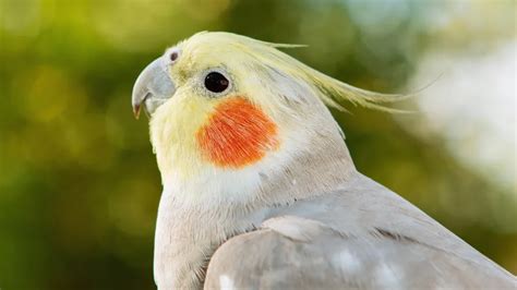 オカメインコのオスメス見分け方完全ガイド｜品種別判定法とオスが多い種類を徹底解説