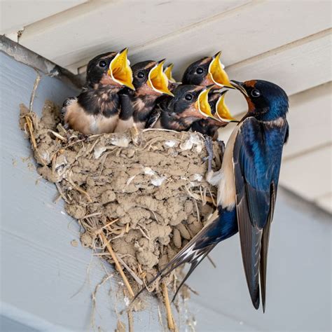Barn Swallow Animaux Động Vật Chim đẹp