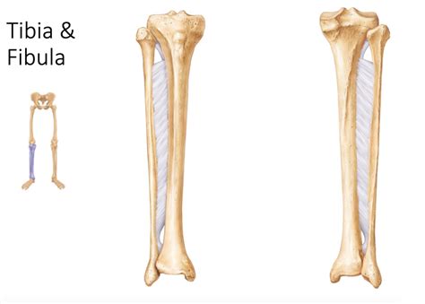 Anatomy Lab 5 Tibia And Fibula Diagram Quizlet