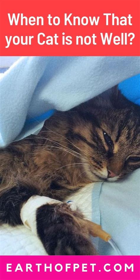 How To Tell If Your Cat Is Sick