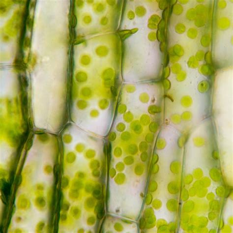 Contoh Jaringan Epidermis Dan Meristem Beserta Struktur Dan Ciri Cirinya Blog Mamikos