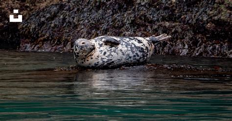 수역 위에 떠 있는 회색과 흰색 물개 사진 Unsplash의 무료 메이든컴 이미지