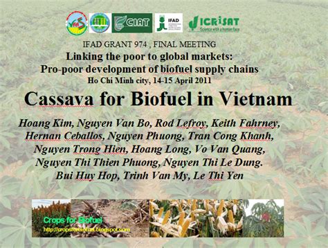 Food Crops Cassava For Biofuel In Vietnam