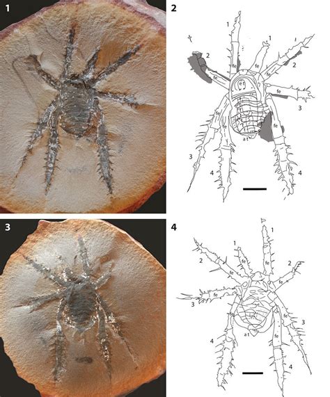 Fossil Discovery 308 Million Year Old Spider Ancestor With Prickly