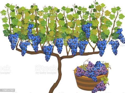 시간을 수확하십시오 포도의 잘 익은 무리와 포도 포도 식물 녹색 잎과 흰색 배경에 고립 된 포도바구니 계절에 대한 스톡 벡터 아트 및 기타 이미지 Istock