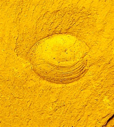 Cambrian Bivalve Fossil ID The Fossil Forum