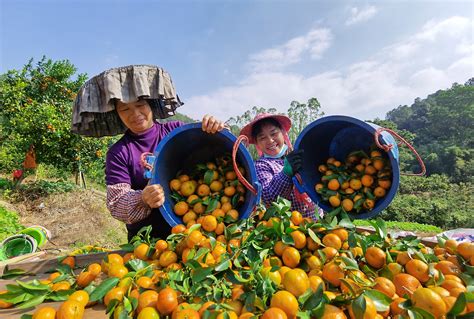 我们的新时代又是一年丰收季品橘采摘正当时
