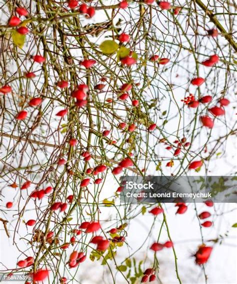 잘 익은 열매와 엉덩이 덤불 덤불에 개 장미의 열매 야생 장미의 과일 가시 도그로즈 레드 로즈 힙 10월에 대한 스톡 사진 및 기타 이미지 Istock