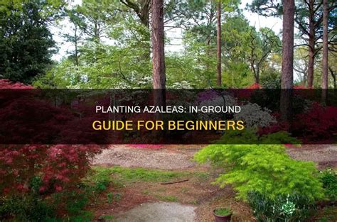 Planting Azaleas In Ground Guide For Beginners Shuncy