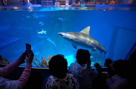 How To See New Sharks At Sarasotas Popular Mote Sea Aquarium