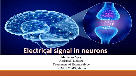 Pdf Electrical Signals In Neuron
