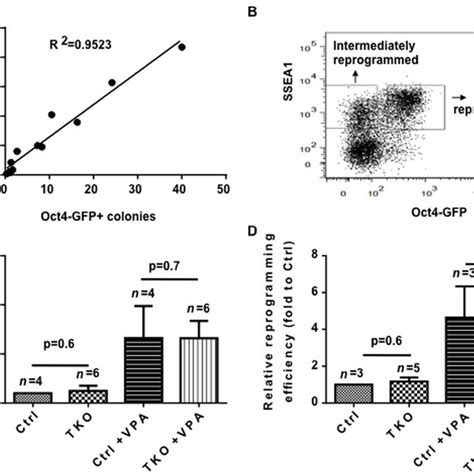 Schematic Representation Of Events During Early Mouse Male Germ Cell