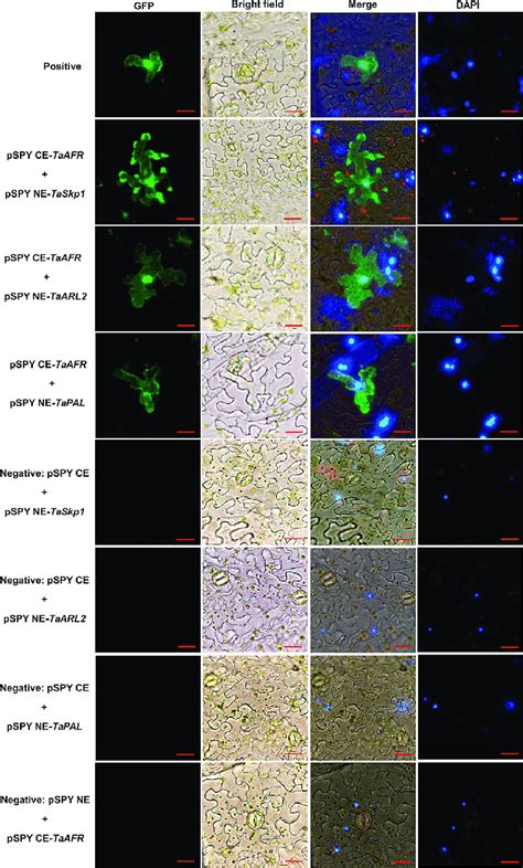 Verification Of Protein Interactions By Bifc Assay The Fluorescence Download Scientific