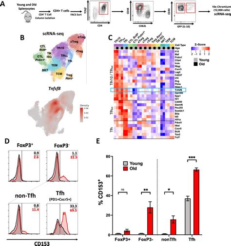 Cell Sorting Cd4 T Cell Isolation Kit Ii Miltenyi Biotec Bioz
