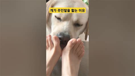 개가 주인의 발을 핥는 이유 Youtube