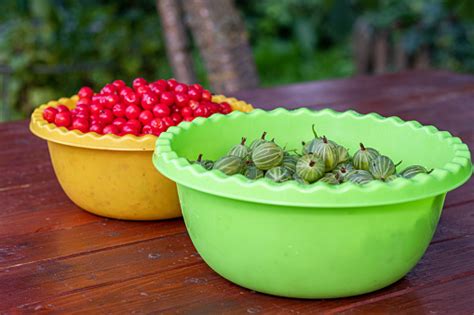 식욕을 돋우는 구스베리 베리와 체리를 정원의 나무 테이블에 그릇에 담습니다 열매의 여름 수확 0명에 대한 스톡 사진 및 기타 이미지 Istock