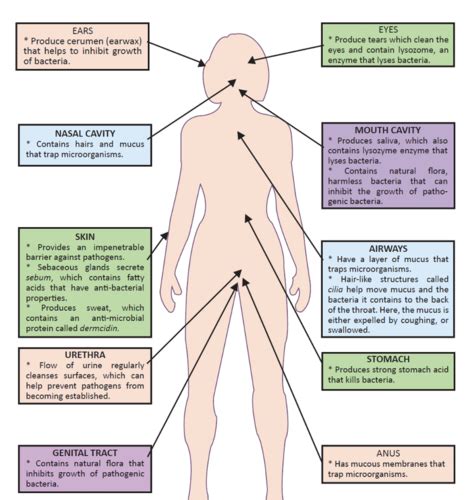 Aos1 Unit 4 Flashcards Quizlet