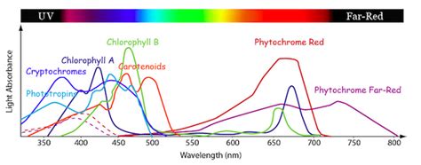 Chlorophyll And Other Photosensitives Led Grow Lights