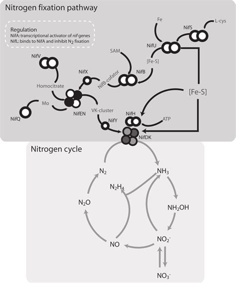 Nitrogen Fixation