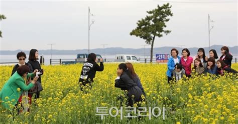 노~란 유채꽃에 물든 서산 간월도