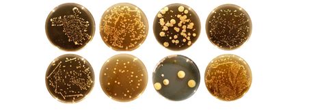 Github Sydscornerbellybuttonbiodiversity Build An Interactive