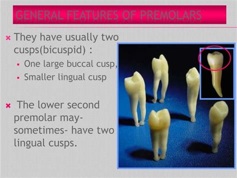 Permanent Mandibular First Premolar And Differences Between First And Second Premolar Pptx