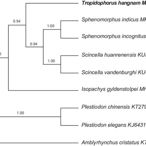 Phylogenetic Tree Obtained Using Bayesian Inference Analyses From 13 Download Scientific