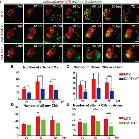 Inhibition Of Bmp And Notch Signaling Pathways Differentially