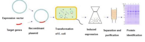 Prokaryotic Expression Experimental Procedure Kmd Bioscience Nanobody