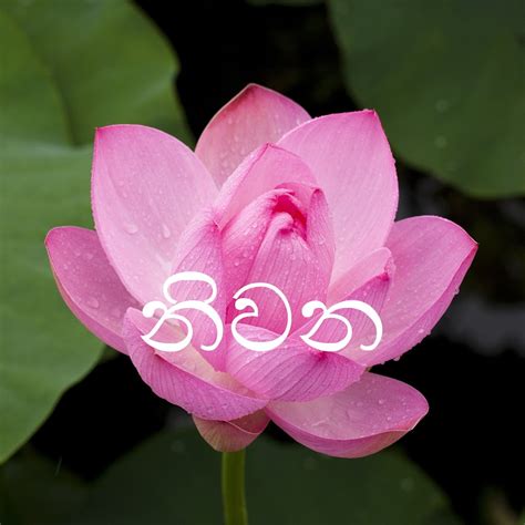 Athugalpura Lasitha ඇතුගල්පුර ලසිත Youtube