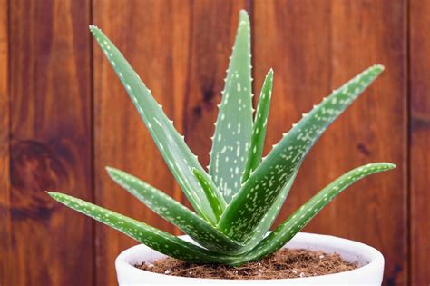 Why Is My Aloe Plant Turning Brown 5 Fixes Grow Your Yard